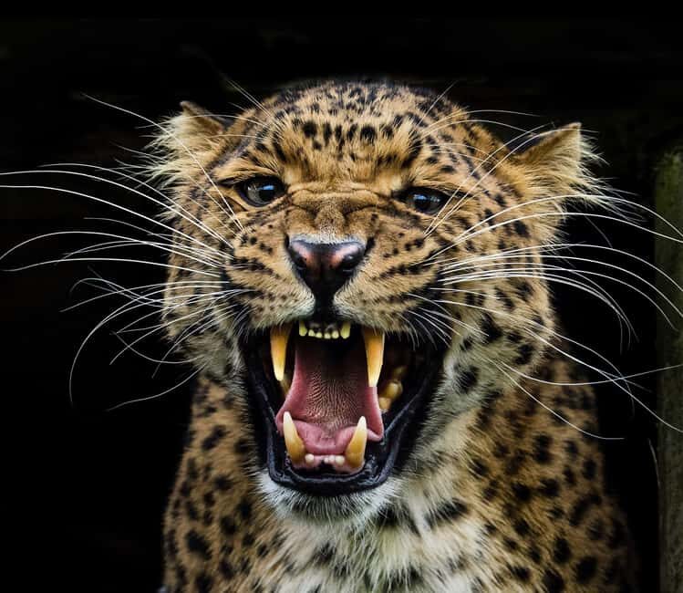 YALA BLOCK 5 & 6 (Weheragala & Lunugamwehera) Safari Tour - Key Points