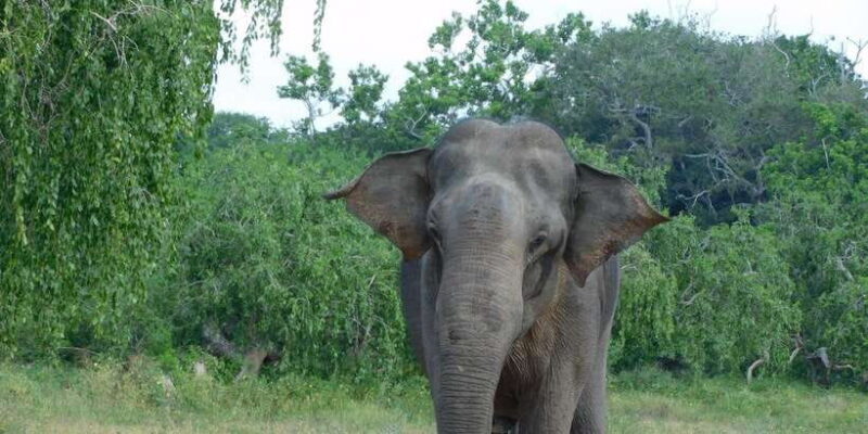 YALA BLOCK 5 & 6 (Weheragala & Lunugamwehera) Safari Tours - The Practical Details