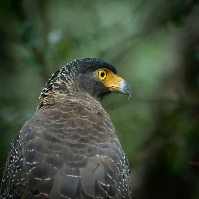 YALA BLOCK 5 & 6 (Weheragala & Lunugamwehera) Safari Tours - Final Thoughts