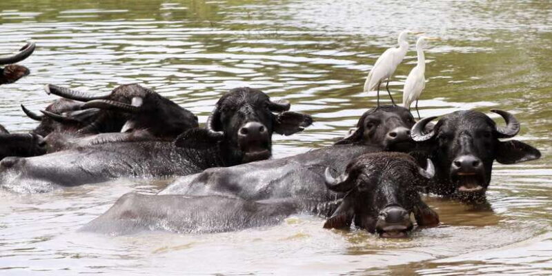 Yala Block 5: Private Morning or Evening Safari - FAQs