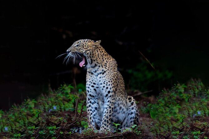 Yala Block 5 Safari - Untouched, Pure Wilderness & No Crowds! - Key Points