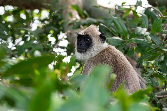 Yala Block 5 Safari - Untouched, Pure Wilderness & No Crowds! - FAQ