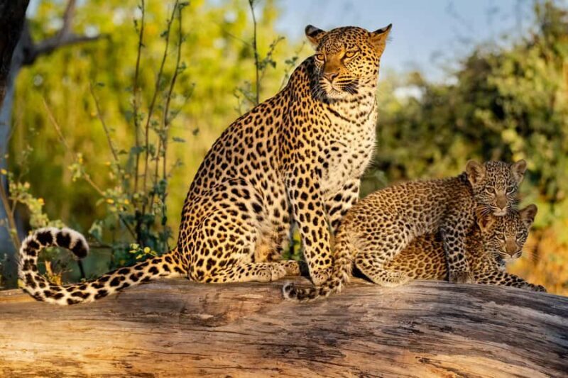 Yala & Bundala Both National Parks: One Day Safari Tour - Key Points