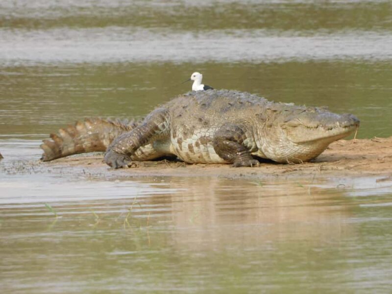 Yala & Bundala Both National Parks: One Day Safari Tour - An In-Depth Look at the Safari Experience