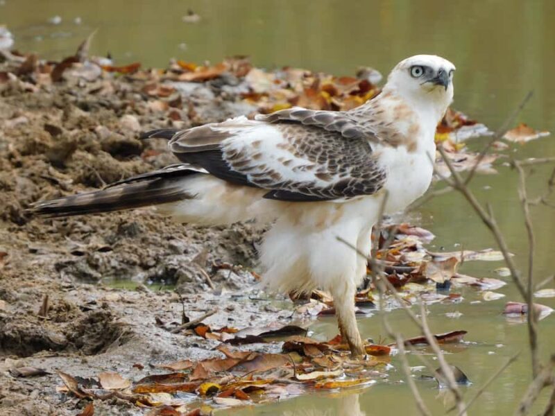 Yala & Bundala Both National Parks: One Day Safari Tour - Who Will Love This Tour?