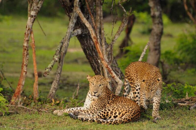 Yala Eco Safari Wild Conservation Expedition - Key Points