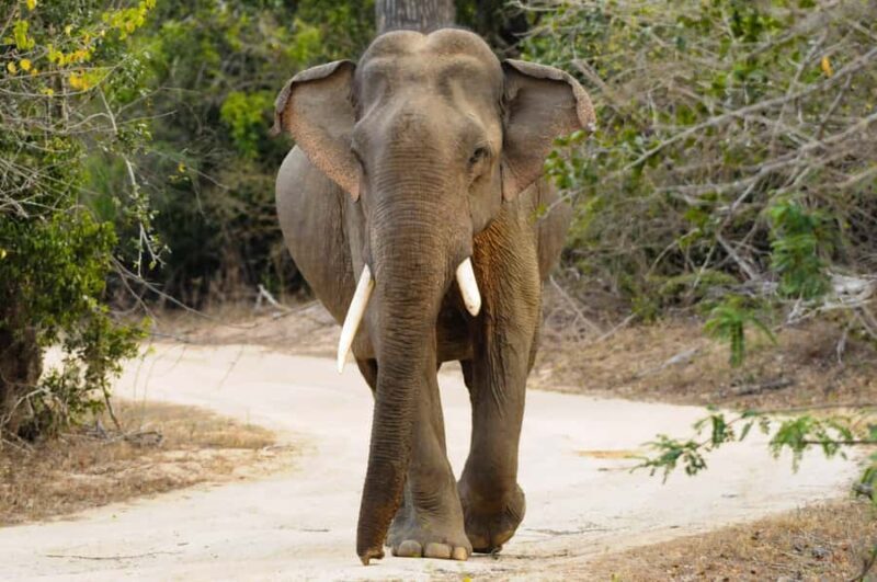 Yala Eco Safari Wild Conservation Expedition - An In-Depth Look at the Yala Eco Safari