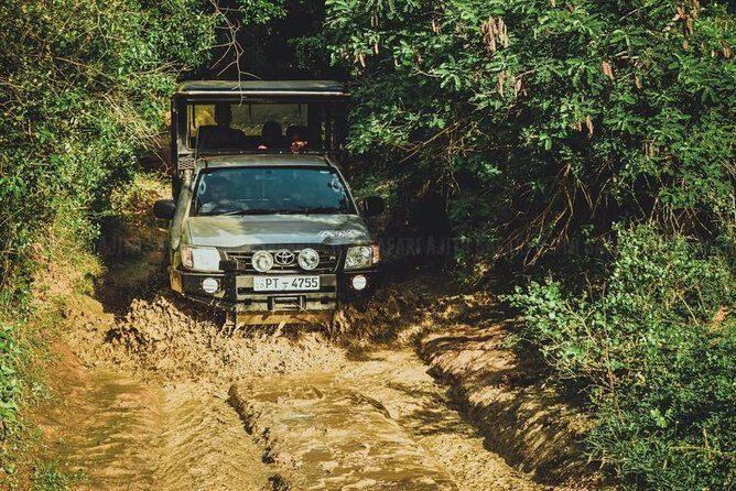 Yala Full day Leopard Safari Tour with Picnic Lunch - Key Points