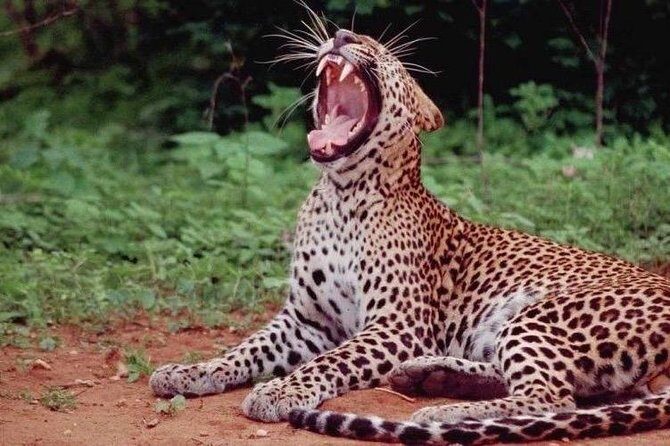 Yala Full Day Private Tour and Safari from Colombo or Negombo - Key Points