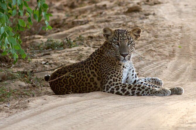 Yala Full Day Safari from Hambantota Port Shore Excursion - Valuing the Experience