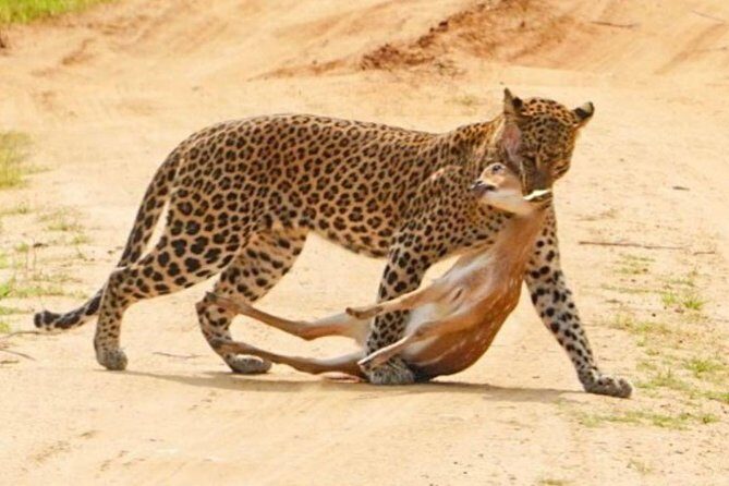 Yala half day safari - The Bottom Line