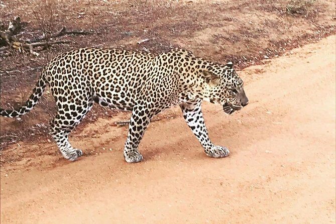 Yala half day safari - FAQ