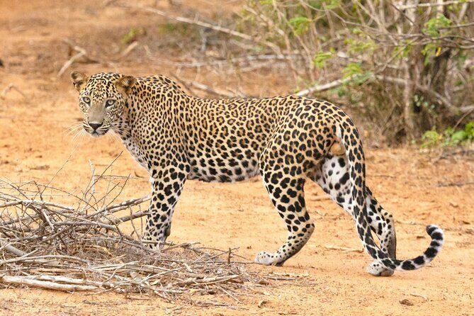Yala Half Day Safari from Hambantota Port Shore Excursion - Exciting Yala Half Day Safari from Hambantota Port: A Practical Review for Nature Lovers