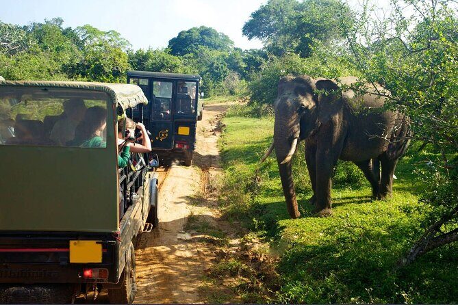 Yala Half Day Safari from Yala - Key Points