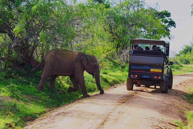 Yala Half Day Safari from Yala - Final Thoughts: Is it Worth It?