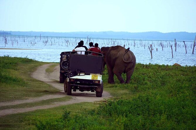 Yala Half Day Safari from Yala - FAQ: Your Practical Questions Answered