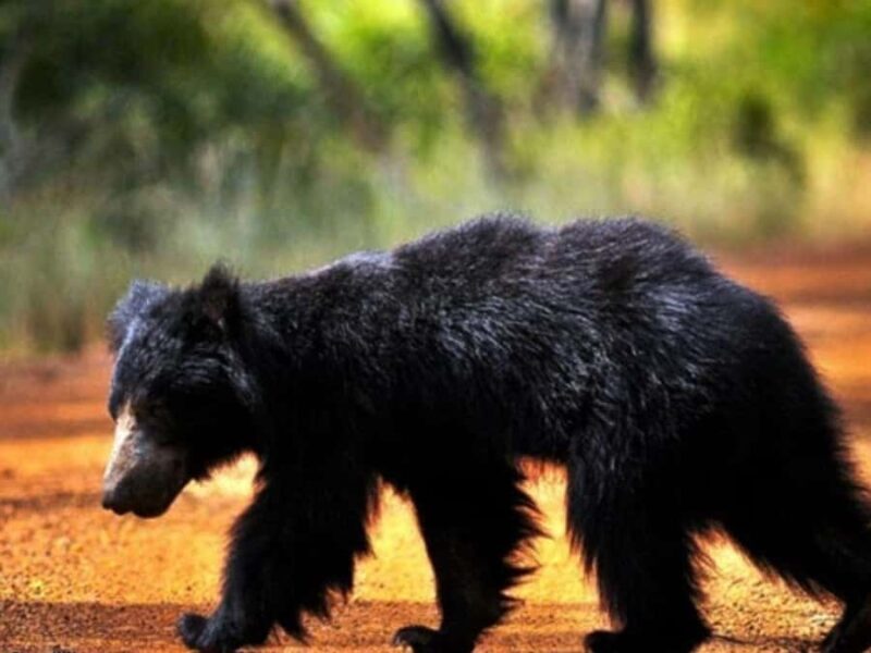 Yala/Mirissa: All Inclusive Full-Day Safari at Yala Park - Key Points