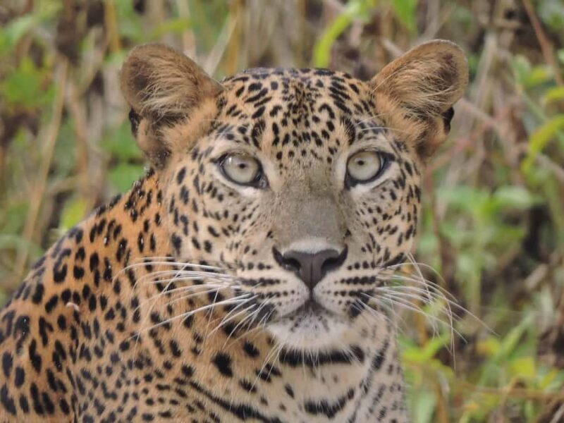 Yala/Mirissa: All Inclusive Full-Day Safari at Yala Park - An In-Depth Look at the Experience