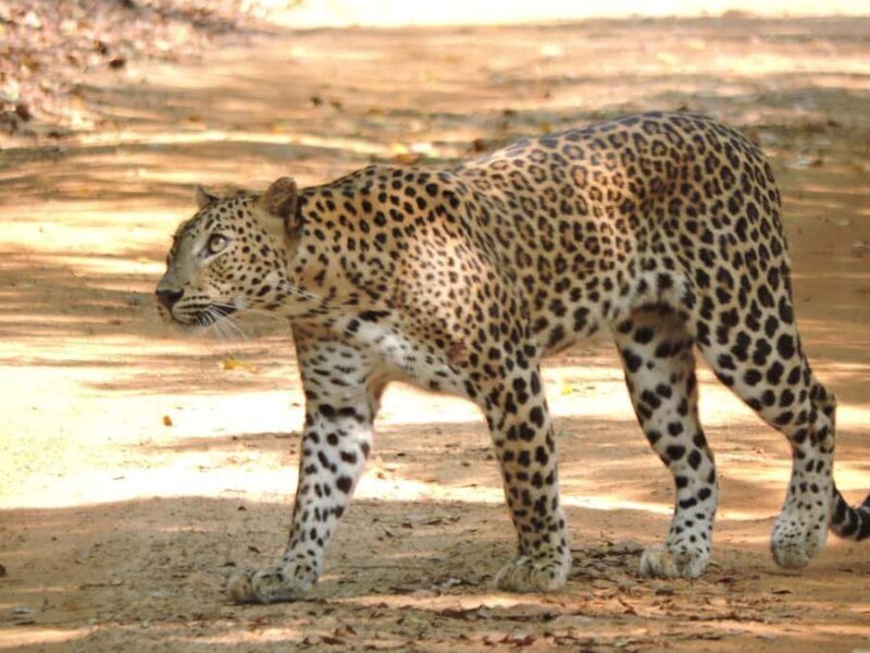 Yala/Mirissa: All Inclusive Full-Day Safari at Yala Park - Who Should Consider This Tour?