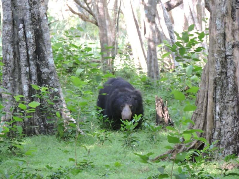 Yala/Mirissa: All Inclusive Full-Day Safari at Yala Park - The Sum Up