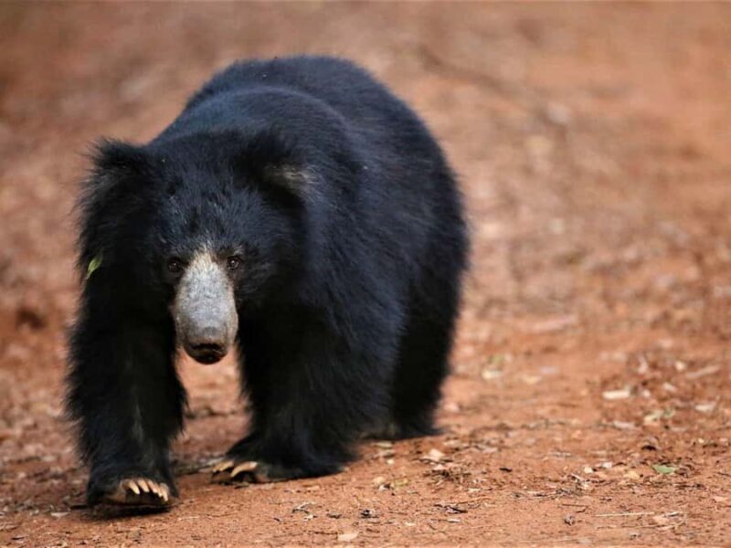 Yala/Mirissa: All Inclusive Half-Day Safari at Yala Park - Key Points