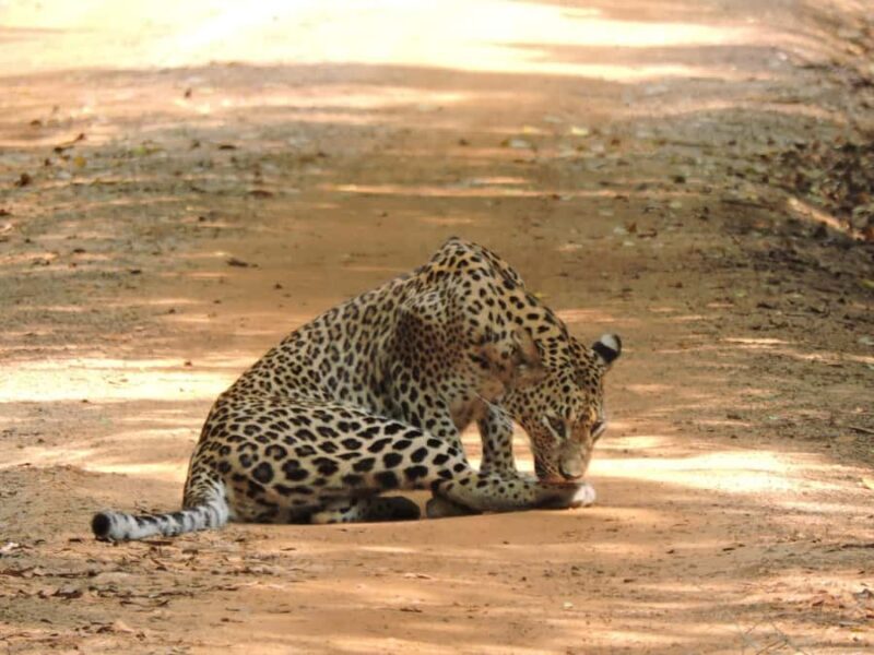Yala/Mirissa: All Inclusive Half-Day Safari at Yala Park - Who Should Consider This Safari?