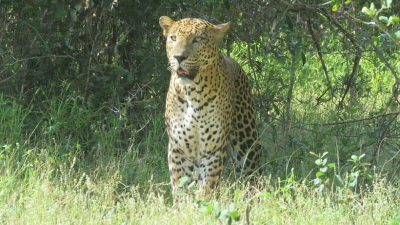 Yala National Park 4*4 Leopard Safari Tour - Introduction