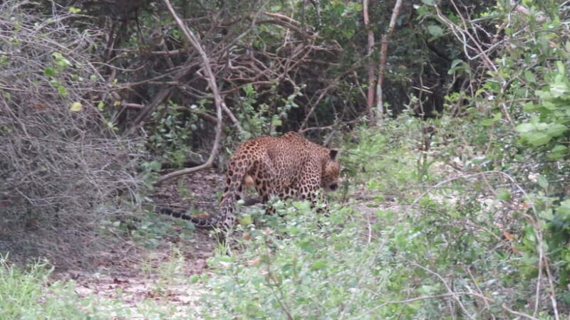Yala National Park 4*4 Leopard Safari Tour - Key Points
