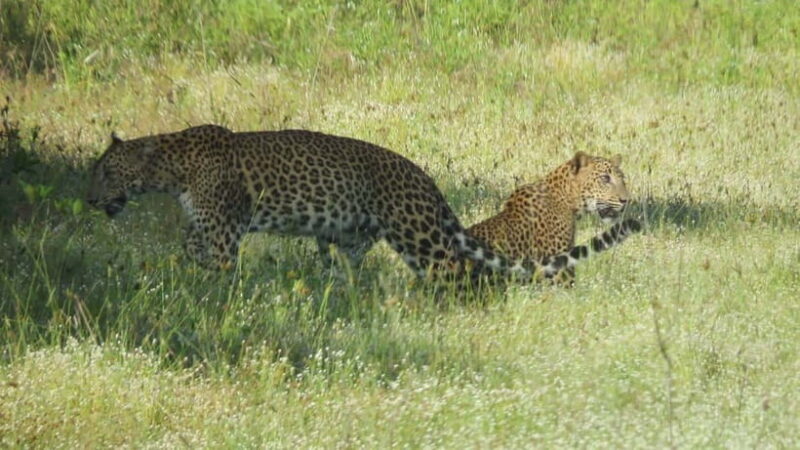 Yala National Park 4*4 Leopard Safari Tour - The Sum Up