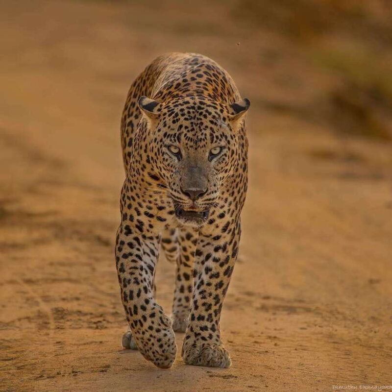 Yala National Park: 7 hours or 12 hours Leopard Wild Safari - Key Points
