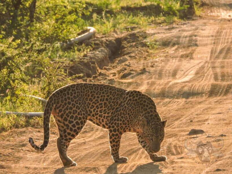 Yala National Park: 7 hours or 12 hours Leopard Wild Safari - The Sum Up: Why Choose This Safari?