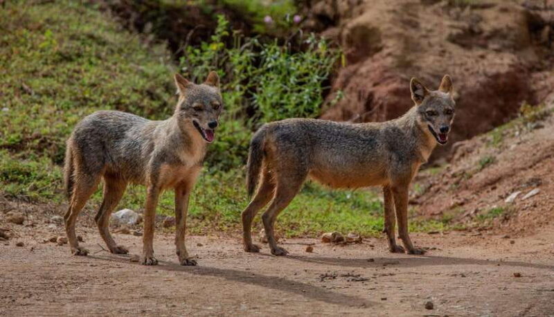 Yala National Park: 7 hours or 12 hours Leopard Wild Safari - FAQ