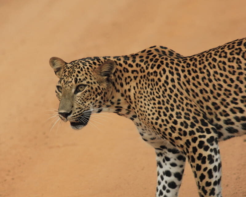 YALA National Park (7 - hours) Wildlife Safari Tour - What You Should Know Before Booking