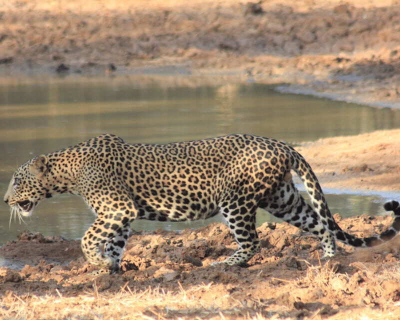 YALA National Park (7 - hours) Wildlife Safari Tour - Final Thoughts: Who Will Love This Safari?