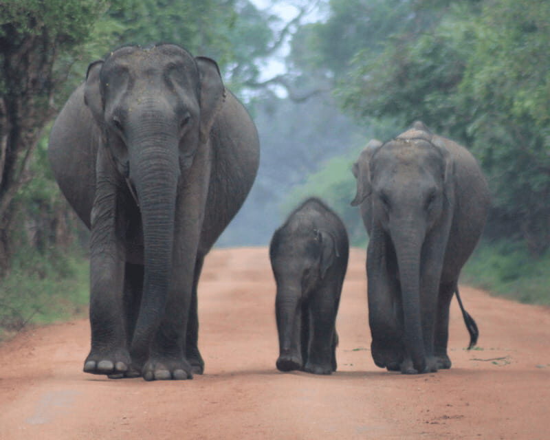 YALA National Park (7 - hours) Wildlife Safari Tour - FAQs