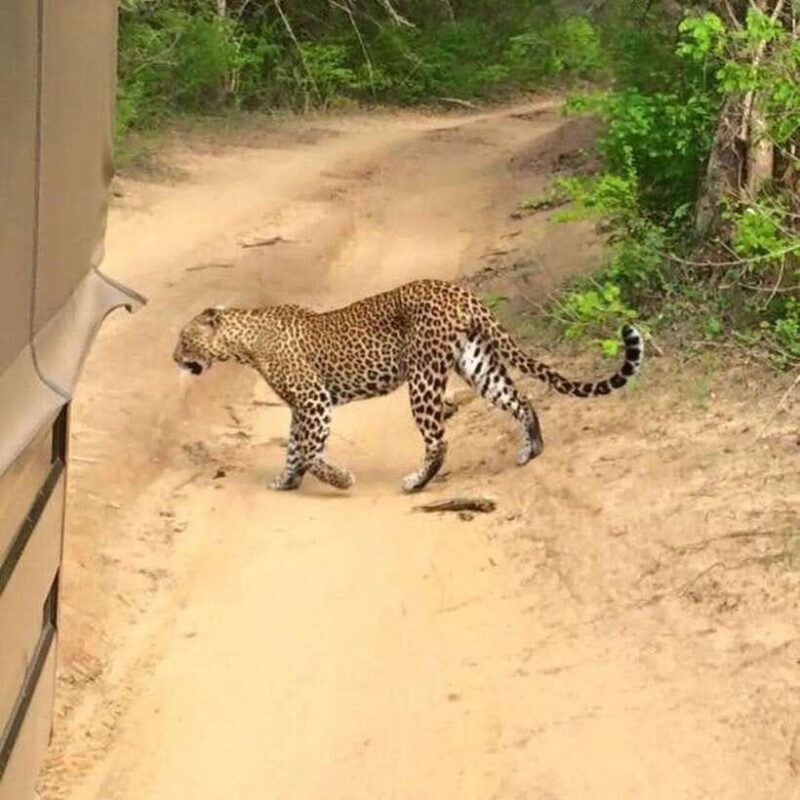 Yala National Park: All Inclusive Private Safari Day Trip - Exploring Yala: A Nature Lover’s Treasure