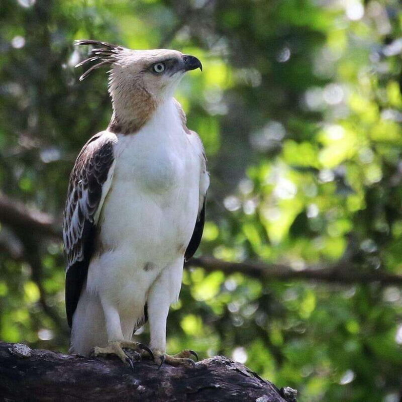 Yala National Park: All Inclusive Private Safari Day Trip - Wildlife Encounters and Authentic Experiences
