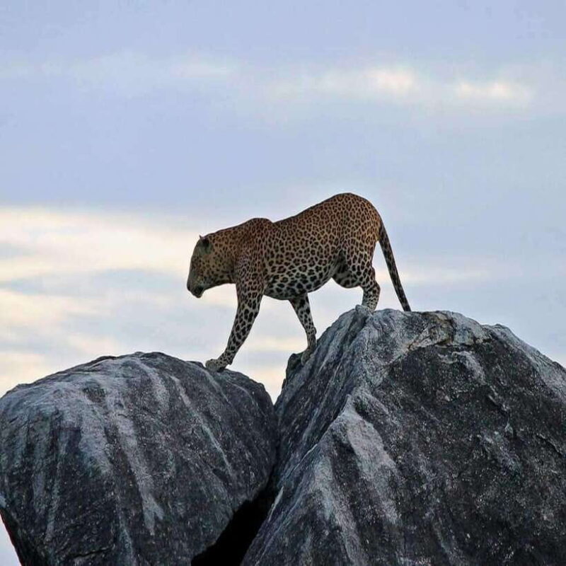 Yala National Park: All Inclusive Private Safari Day Trip - Final Thoughts