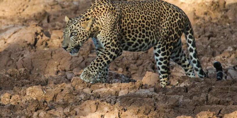 Yala National Park: ALL INCLUSIVE PRIVATE Safari Tour - An In-Depth Look at the Tour