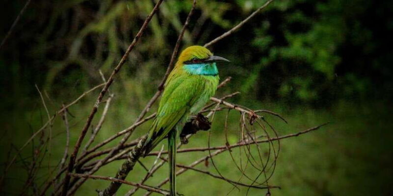 Yala National Park: ALL INCLUSIVE PRIVATE Safari Tour - Whats Included and What It Means for You