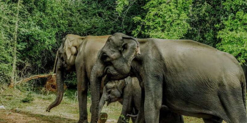 Yala National Park: ALL INCLUSIVE PRIVATE Safari Tour - Practical Tips for Your Safari