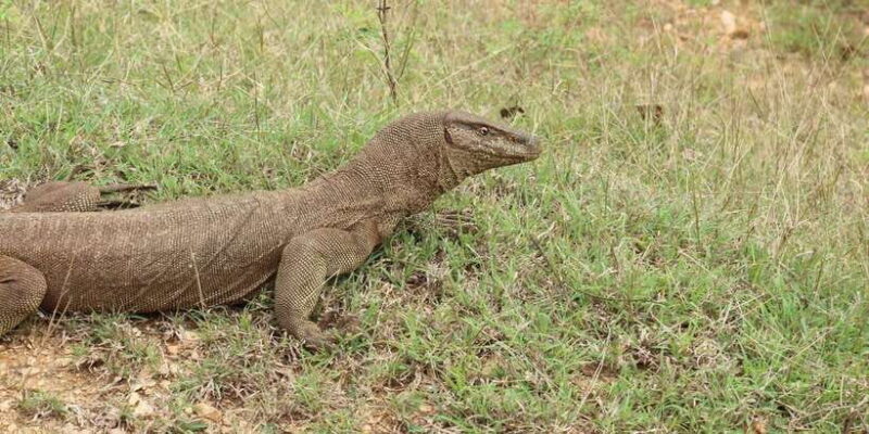 Yala National Park: ALL INCLUSIVE PRIVATE Safari Tour - Concluding Thoughts