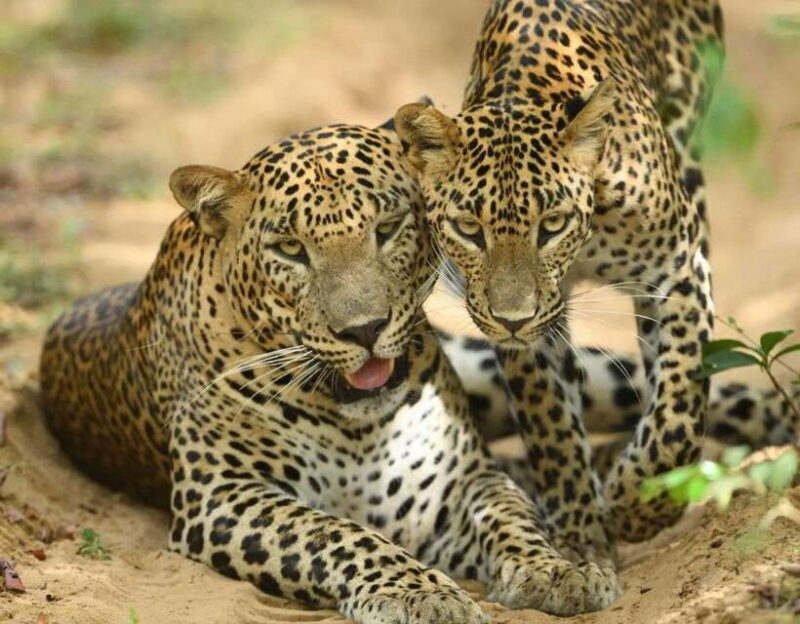 Yala National Park - All Inclusive Safari Day Tour - Key Points