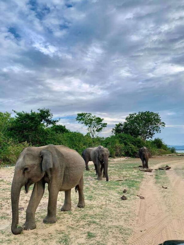 Yala National Park - All Inclusive Safari Day Tour - What’s Included and What’s Not