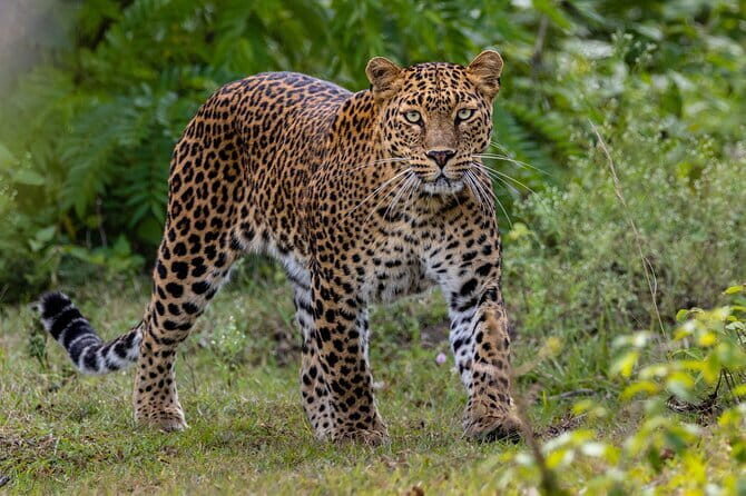 Yala National Park (block 5 & 6) Safari PRIVATE Tours - A Detailed Look at the Safari Experience