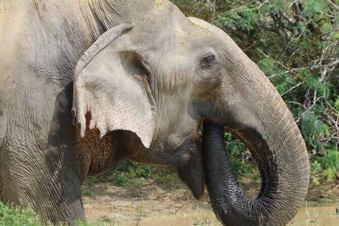 Yala National Park (block 5 & 6) Safari PRIVATE Tours - What Past Participants Say