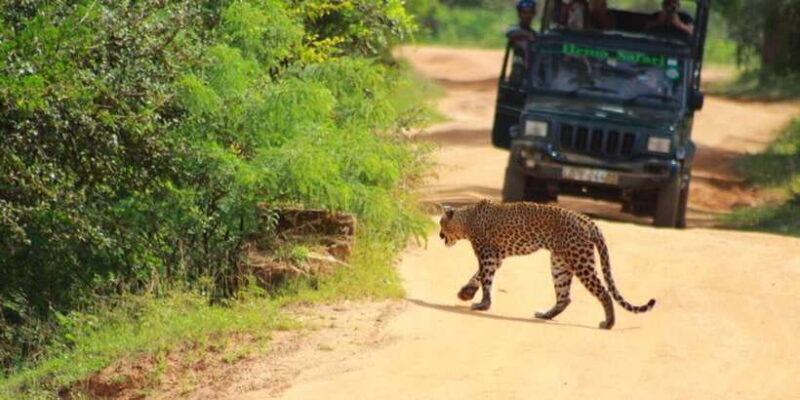 Yala National Park Budget Safari - Key Points