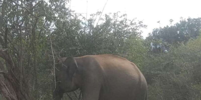 Yala National Park Budget Safari - FAQ