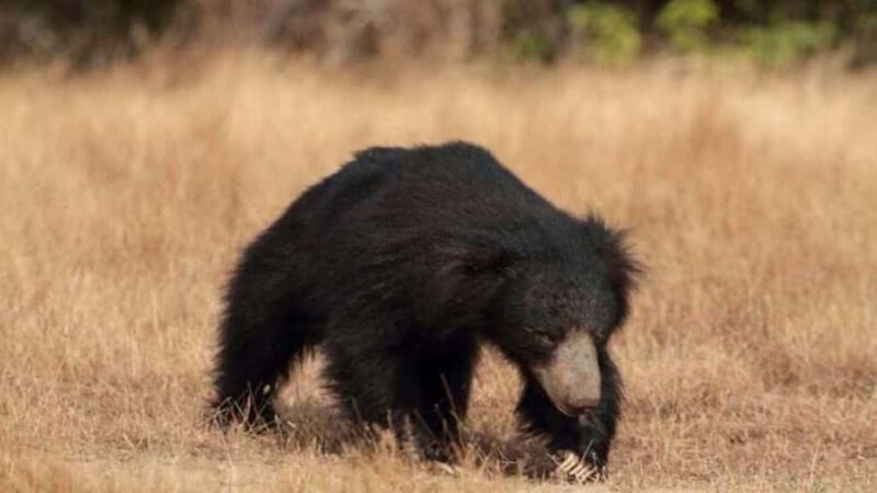 Yala National Park: Day Trip From Riu Hotel Ahungalla - What Reviewers Say