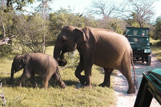 Yala National Park Entrance Ticket with Private Safari - Final Thoughts: Is This Experience Worth It?